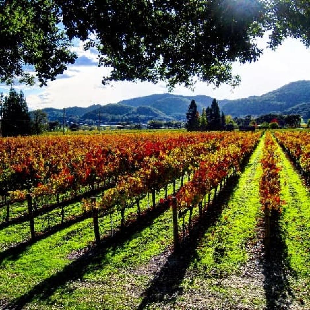 Napa Food Tour - Secret Food Tours